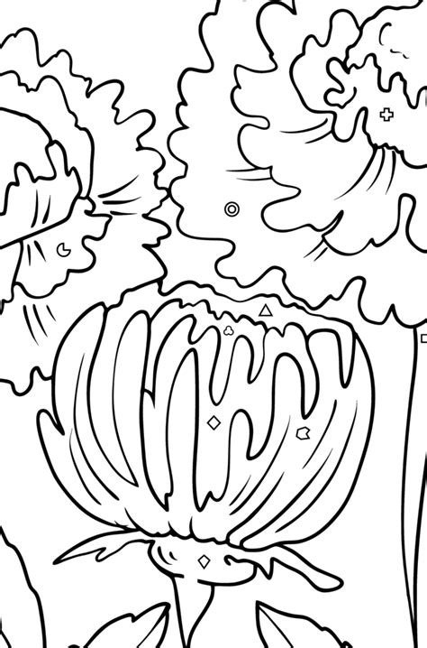 Beautiful Asters Flowers Coloring Pages For Adults Online