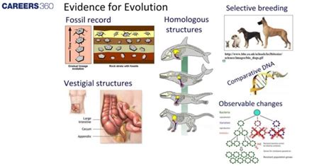 Evidence Of Evolution Embryology Definition Steps Examples