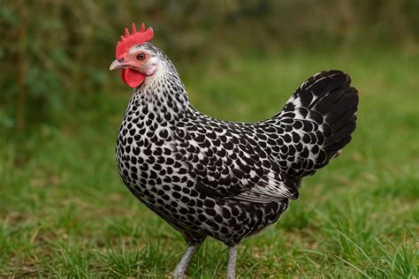 Egyptian Fayoumi · Chicken
