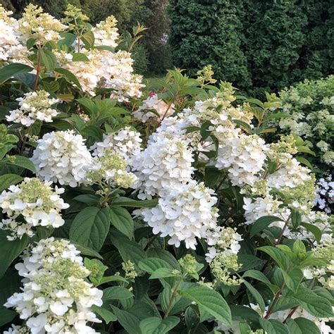 Hydrangea Fire Light Buy Hydrangea Hardy Shrubs Online