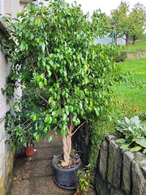 Fikus Drevo Fikus Benjamin Juka Drevo življenja