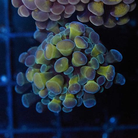 Hologram Hammer Coralvault