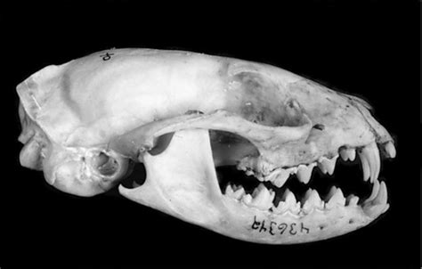 Adw Genetta Thierryi Specimens