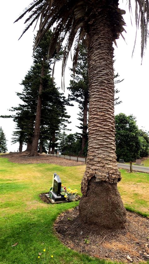 Patea Cemetery Trees A Circa Story The Local Arboretum Noticeable