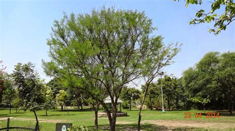 Plants Of Lahore Pakistan Amla Tree Indian Gooseberry