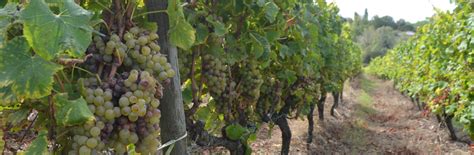 Episode 38 Jerome Cosson And Stephane Rouveyrol Bibendum Wine