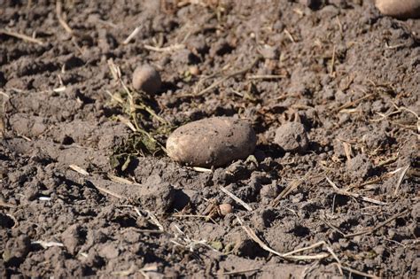 U Of I Ag Forecasts Very Close To Usda Data Potato Grower Magazine