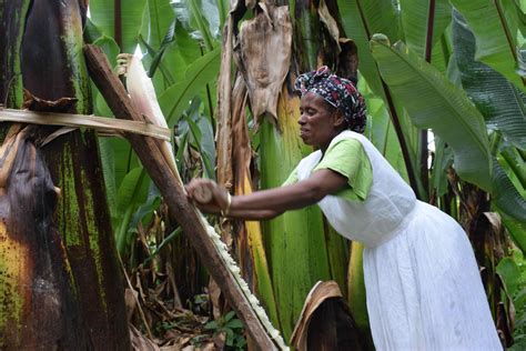 Ethiopian Initiatives Try To Mainstream Traditional And Resilient Enset