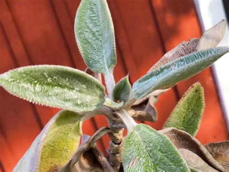 Odla Eget Toapapper Trädgårdstrollet