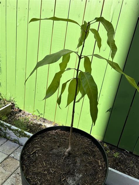 8 Month Mango Sapling Crooked Trunk Plus Two Others R Arborists