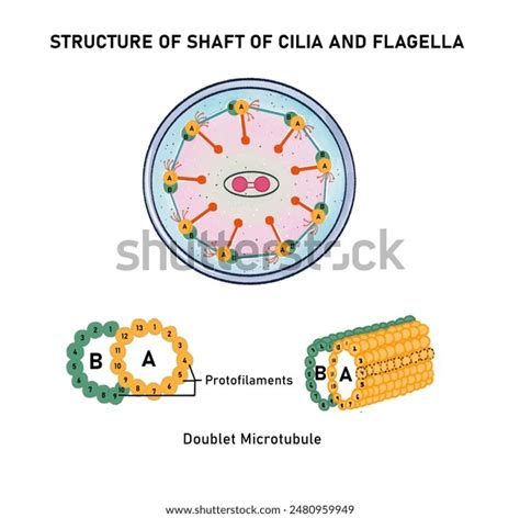 639 Cilia Structure Royalty Free Photos And Stock Images Shutterstock