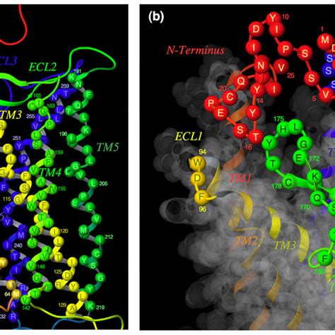 The Trans Membrane Helices And Extra Cellular Loop Regions Of Ccr5