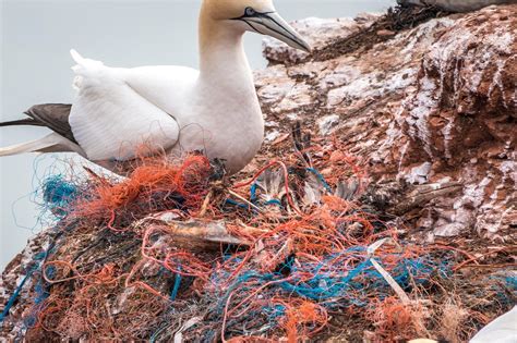 Plus De 100 000 Images De Pollution Des Mer Et De Pollution Pixabay
