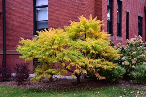 First Editions® Tiger Eyes® Cutleaf Staghorn Sumac Rhus Typhina