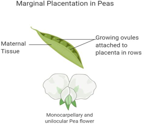 How Many Plants In The List Given Below Have Marginal Placentation
