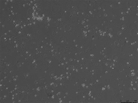 Hematopoietic Stem Cells Microscope