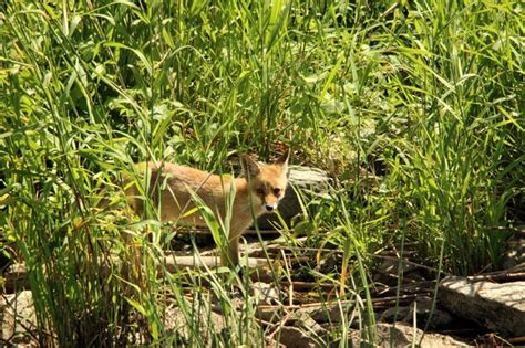 Premium Photo Cat On Grass