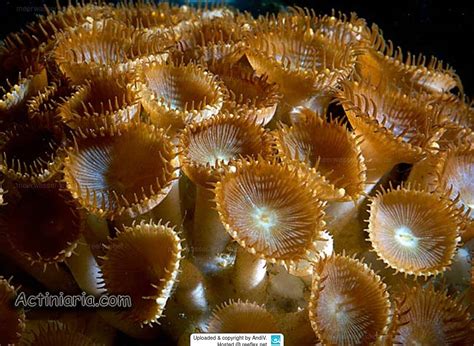 Palythoa Mutuki Button Coral Broad Zoanthid Green Button Coral