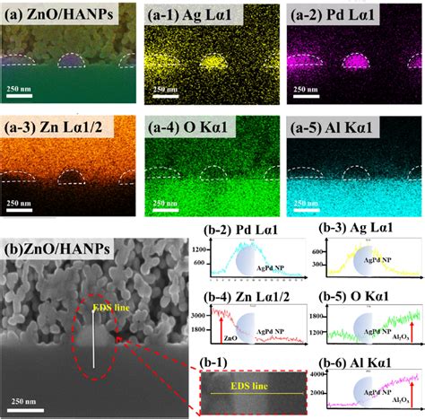 Cross Sectional Sem And Eds Characterizations Of Znohanp Interface