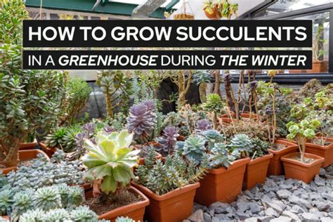 How To Grow Succulents In A Greenhouse During The Winter Succulents Box