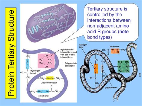 Ppt Chapter 5c The Structure And Function Of Macromolecules