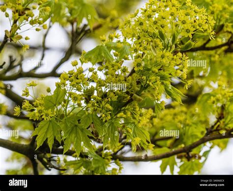 Yellow Green Spring Flowers Of The Hardy Deciduous Norway Maple Tree