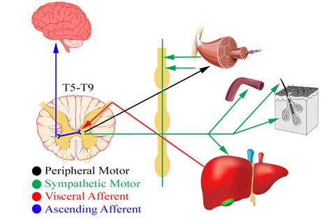 The Unique Connection Of Viscerosomatic Reflexes And The Spine El Paso Tx Doctor Of Chiropractic