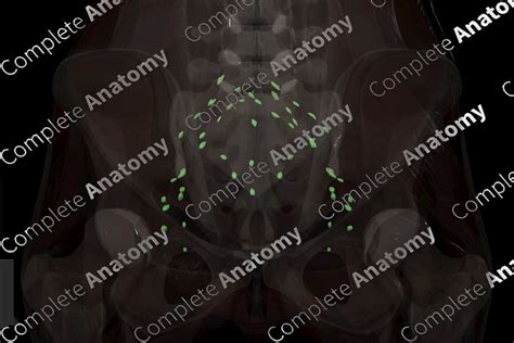 Parietal Pelvic Lymph Nodes Complete Anatomy