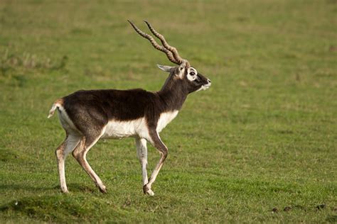 Black Buck