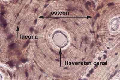 Bone Histology Compact Bone Labels Histology Slide