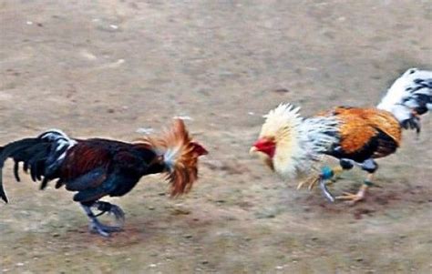 Palenque Pelea De Gallos Mi México Pinterest Palenque