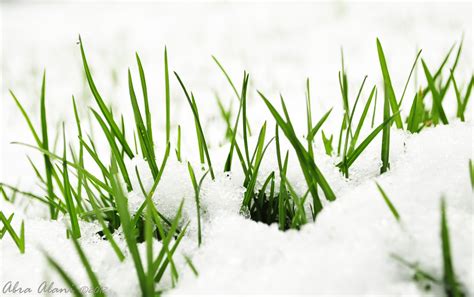 Evolution Botany Molecular Ecology Grass Evolution Group Siri