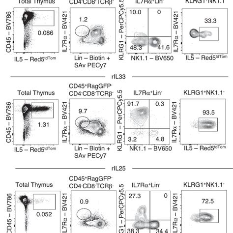 Il25 Does Not Enhance Thymus Regeneration A Injection Regime For The