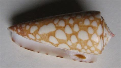 Conus Basunii T Cossignani 2022 New Specimen Shells MuŠle Lastury