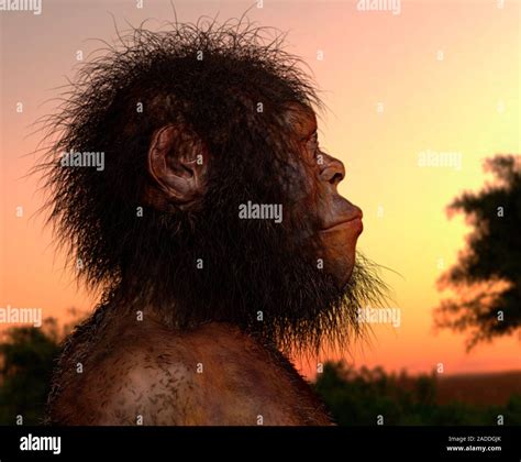 Illustration Of A Male Homo Naledi Hominid H Naledi Fossils Were