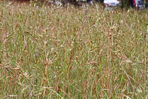 Themeda Triandra Field Bungalook Native Nursery
