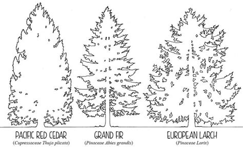Drawing Trees Conifers Silhouettes In Elevation Tree Drawing Pine