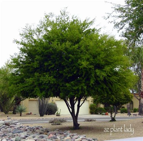 Texas Ebony Tree Arizona Annelle Olivares