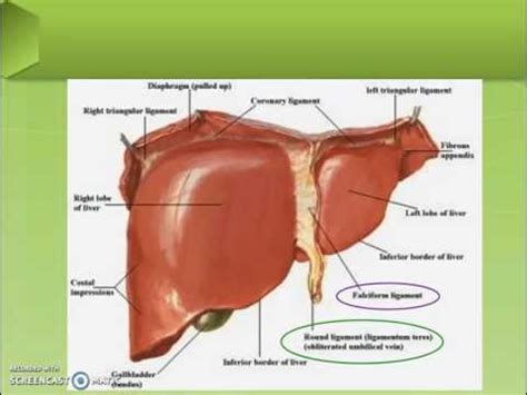 Liver Anatomy Ligaments