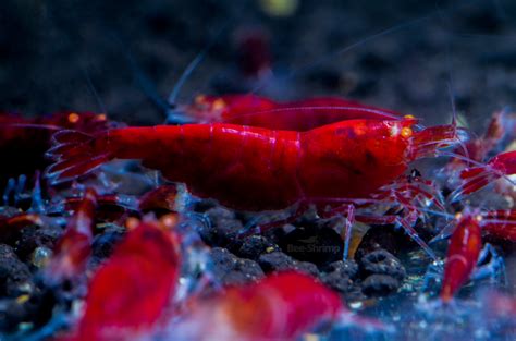 Red Devil Orange Eyes Bee Shrimp