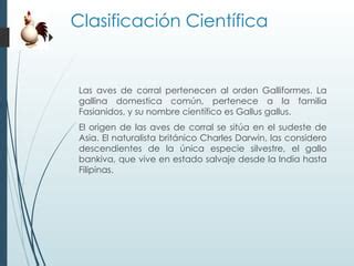 Taxonomia De Las Aves Anatomía De La Gallina Pptx