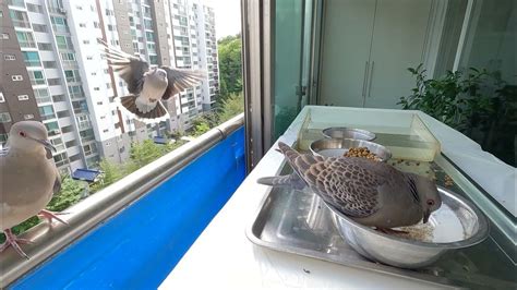 까마귀 개사료 공급 여섯째날 Youtube