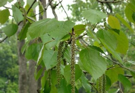 美洲黑杨nlm3 48百度百科