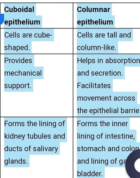 The Difference Between Cuboidal Columnar Epithelium