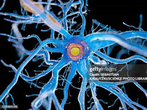 Cross Section Spinal Cord Photos And Premium High Res Pictures Getty