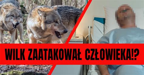 Poraniony Mężczyzna Leży W Szpitalu Zaatakował Mnie Wilk Portal Esanok Pl Telewizja Sanok