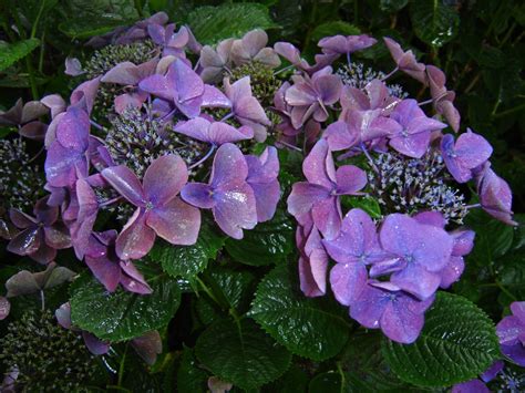 Hydrangea Section Macrophyllae Cultivars K Trees And Shrubs Online