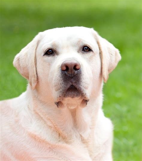 White Labrador Breed Guide Things You Must Know