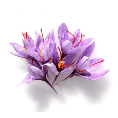 Küünlaaroom Safran Ipra Eriart OÜ