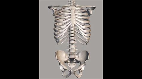 Vertebrae Secrum Bone Shorts Viral Trending Trendingshorts